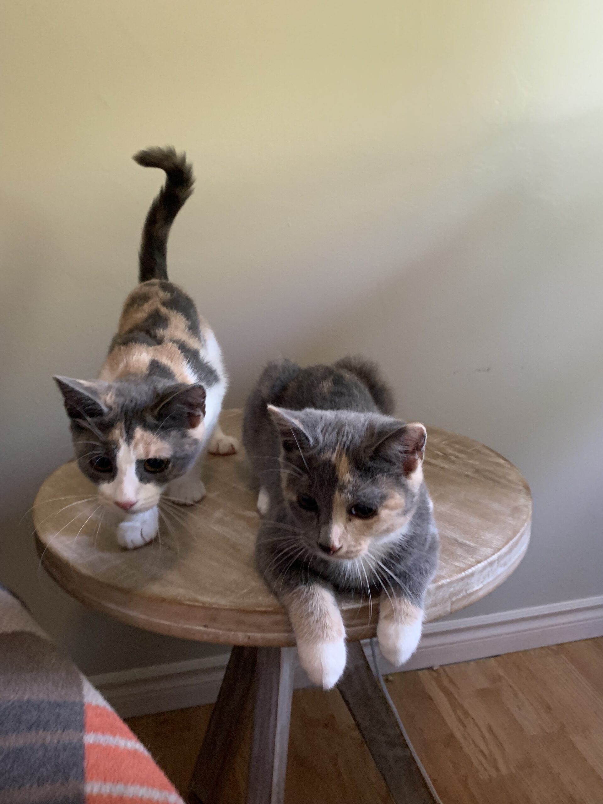 Cats Archives - SPCA