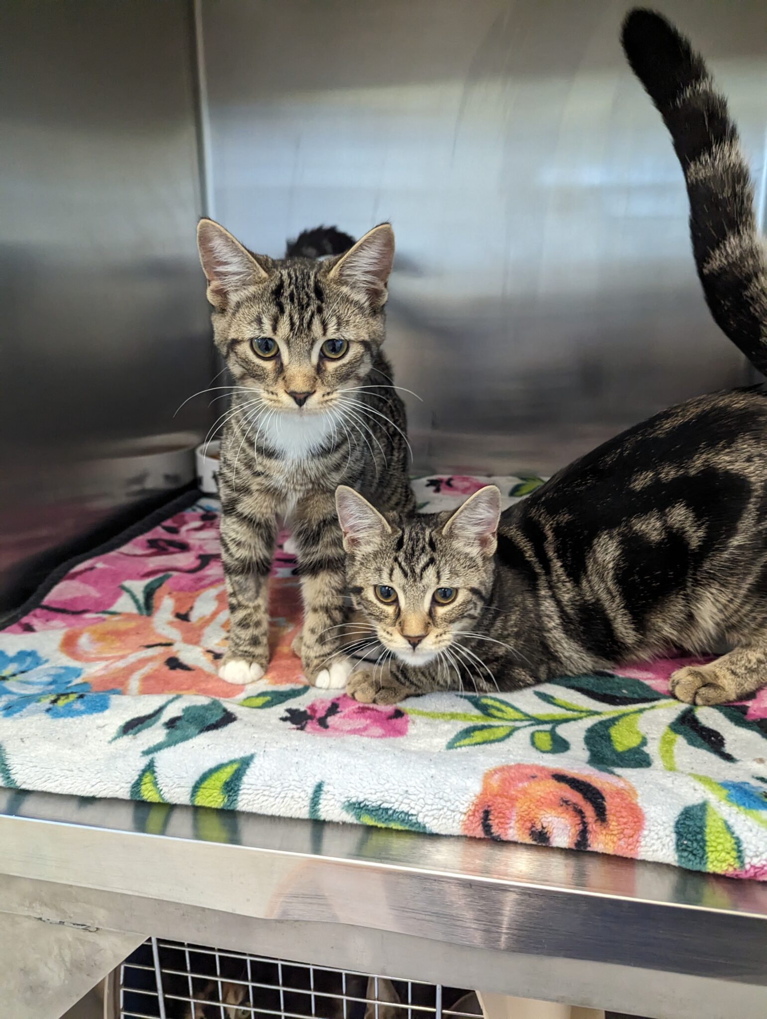 Pets For Adoption | Saint John SPCA