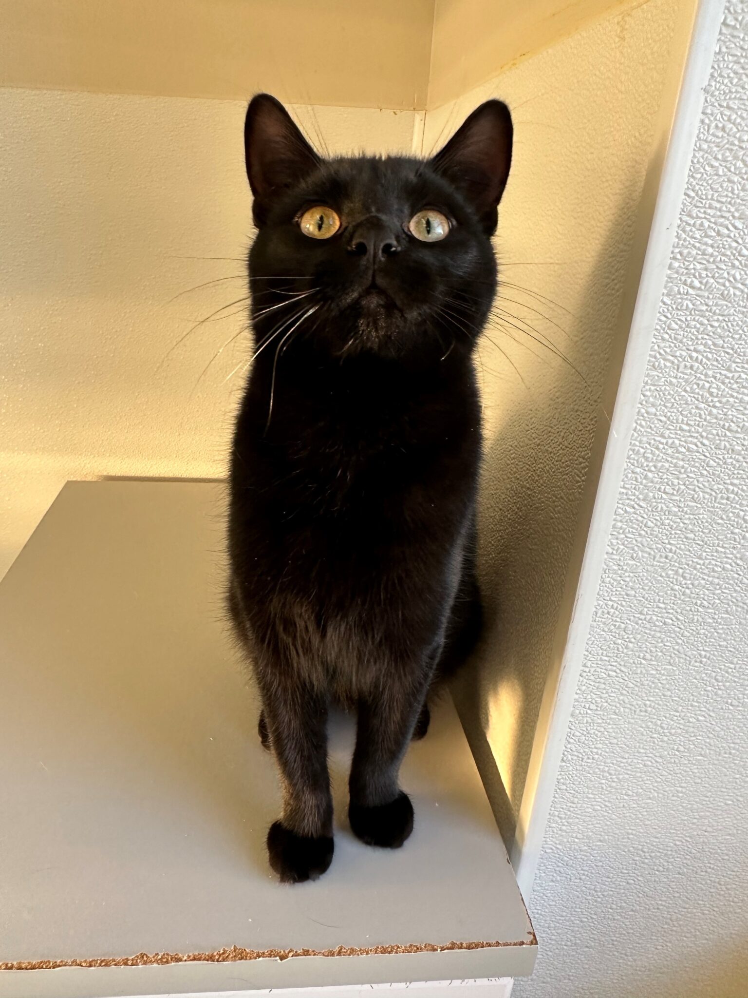Louie – SPCA