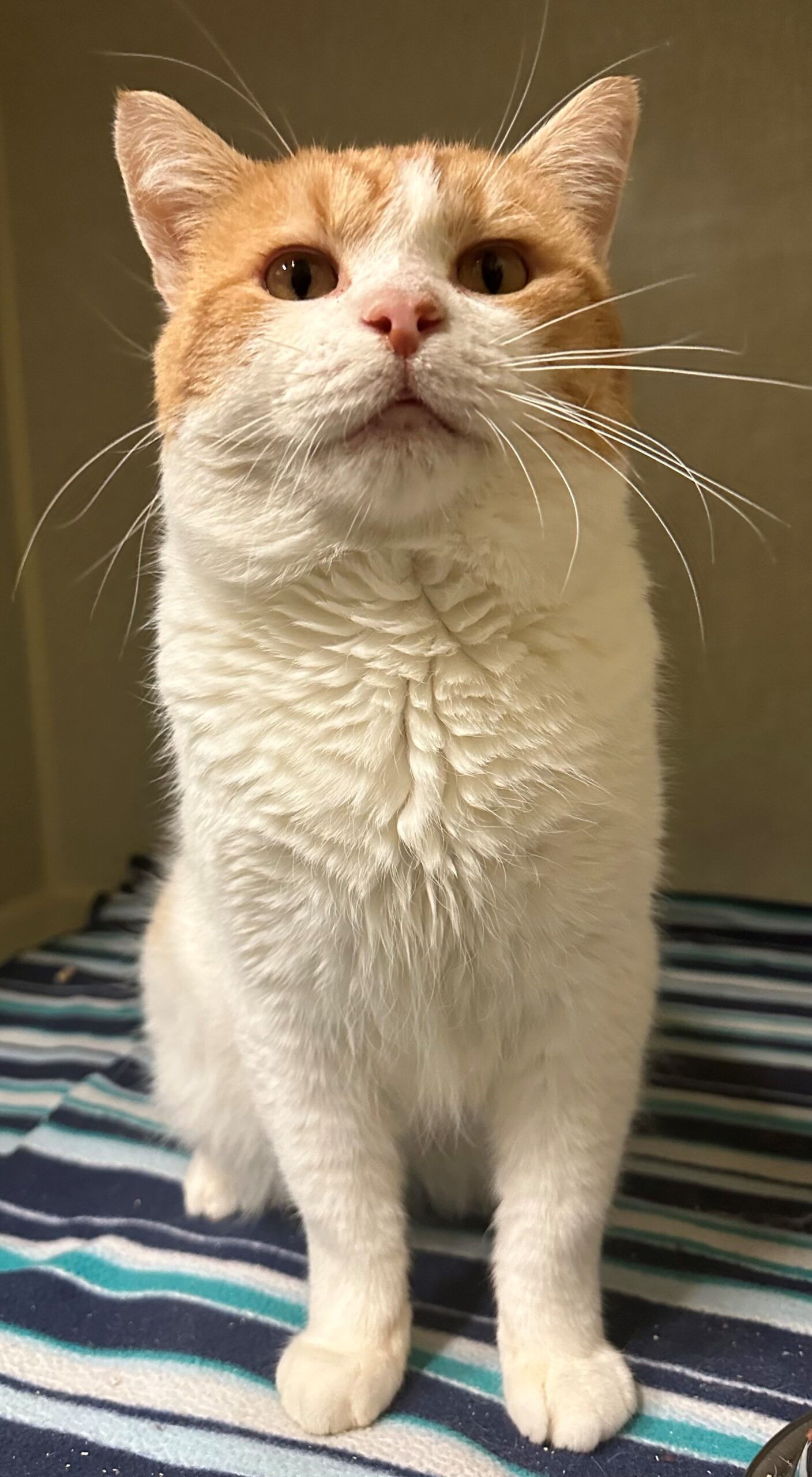 Russell – SPCA