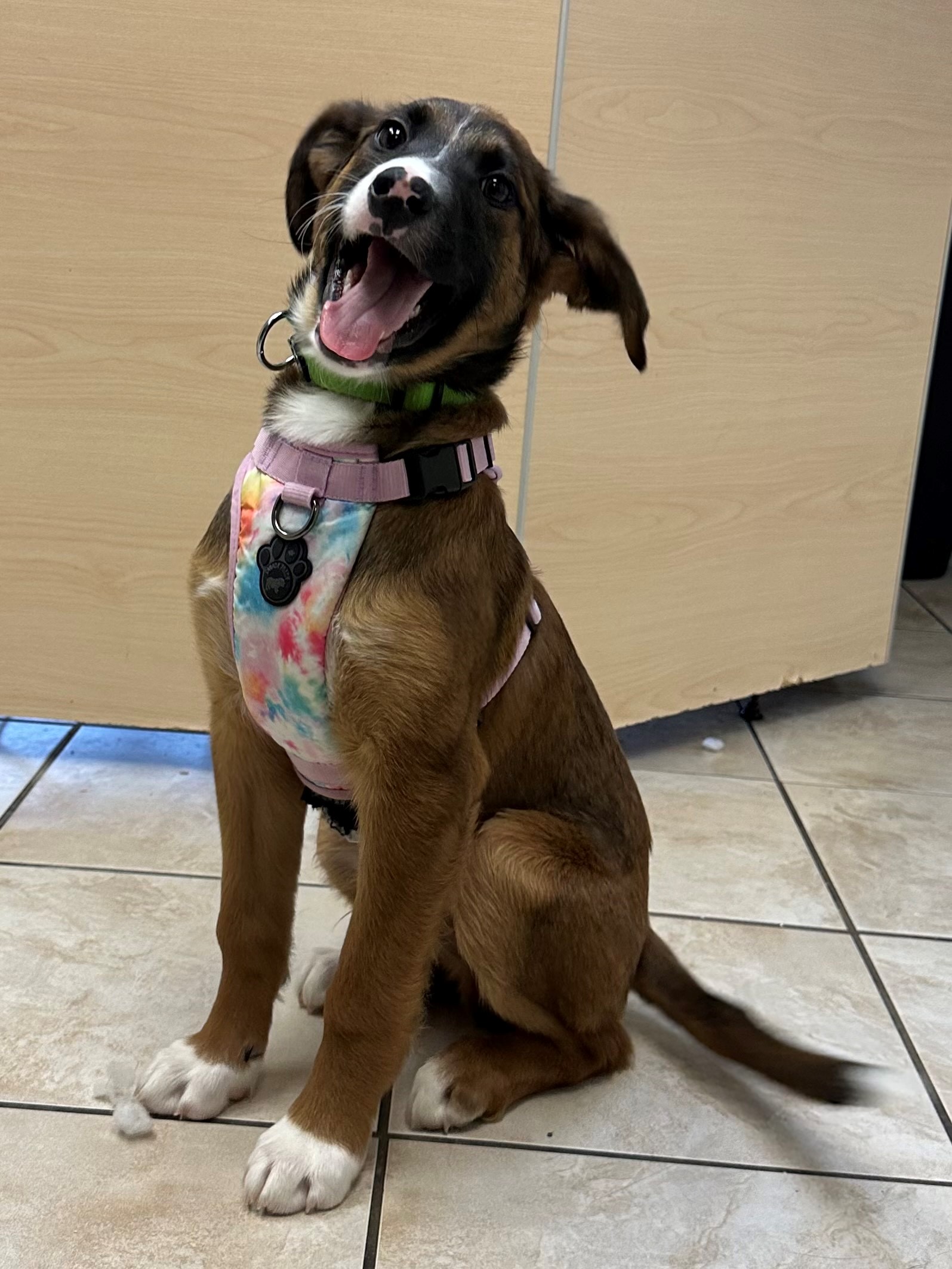 Pets For Adoption | Saint John SPCA