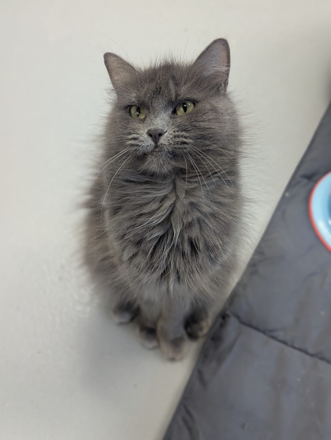 Pets For Adoption | Saint John SPCA