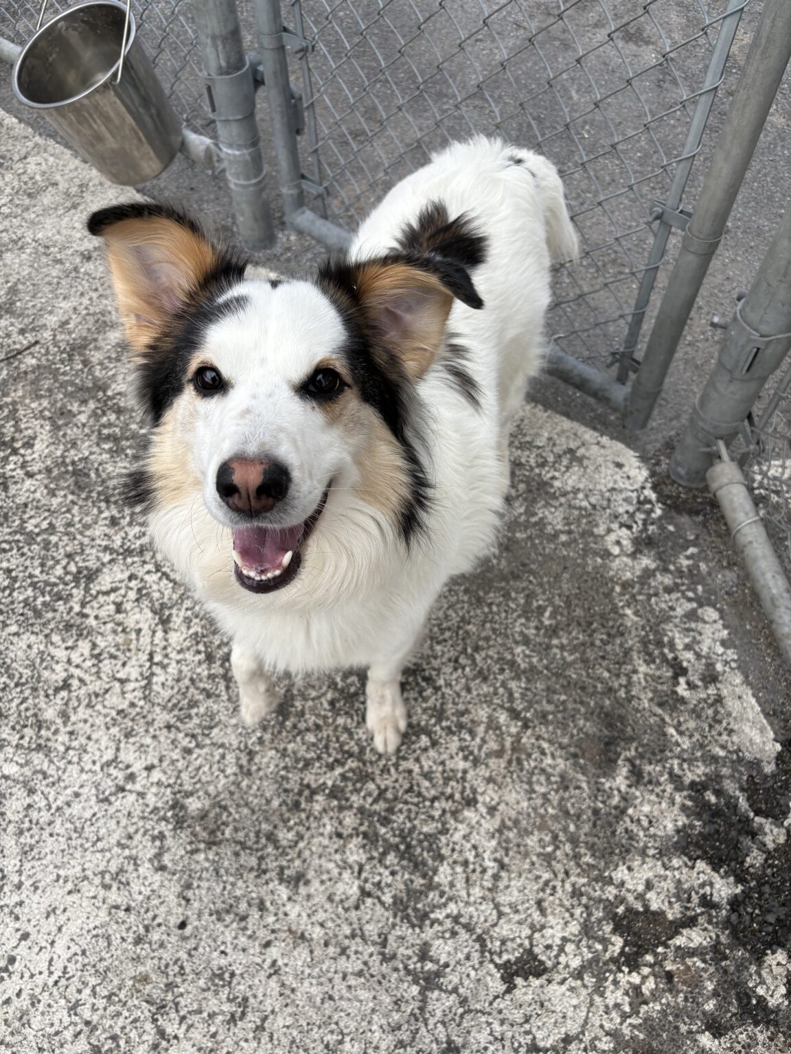 Pets For Adoption | Saint John SPCA