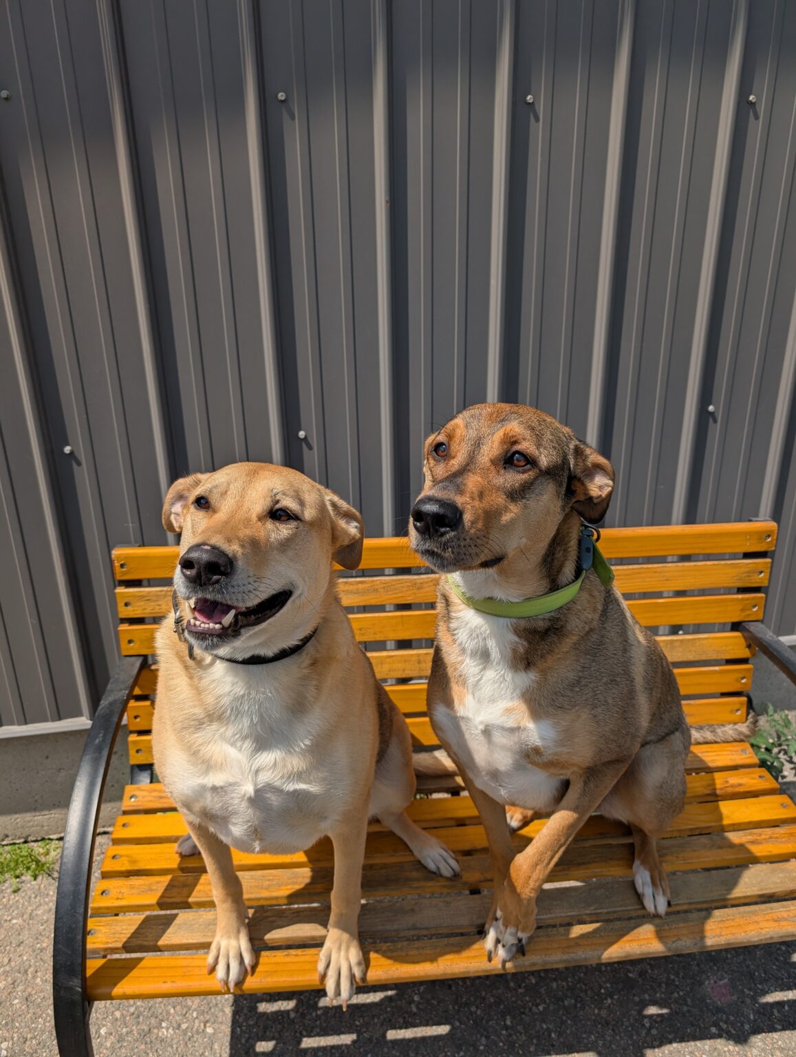 Dogs Archives - SPCA