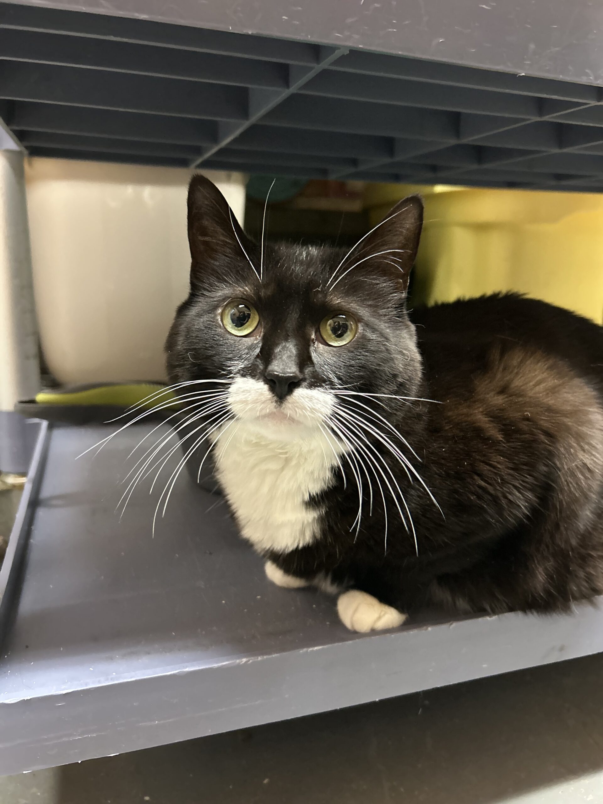 Isabella - SPCA