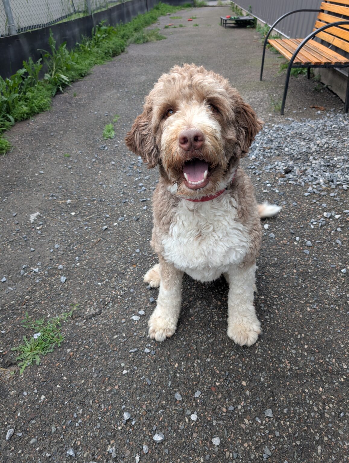 Dogs Archives - SPCA