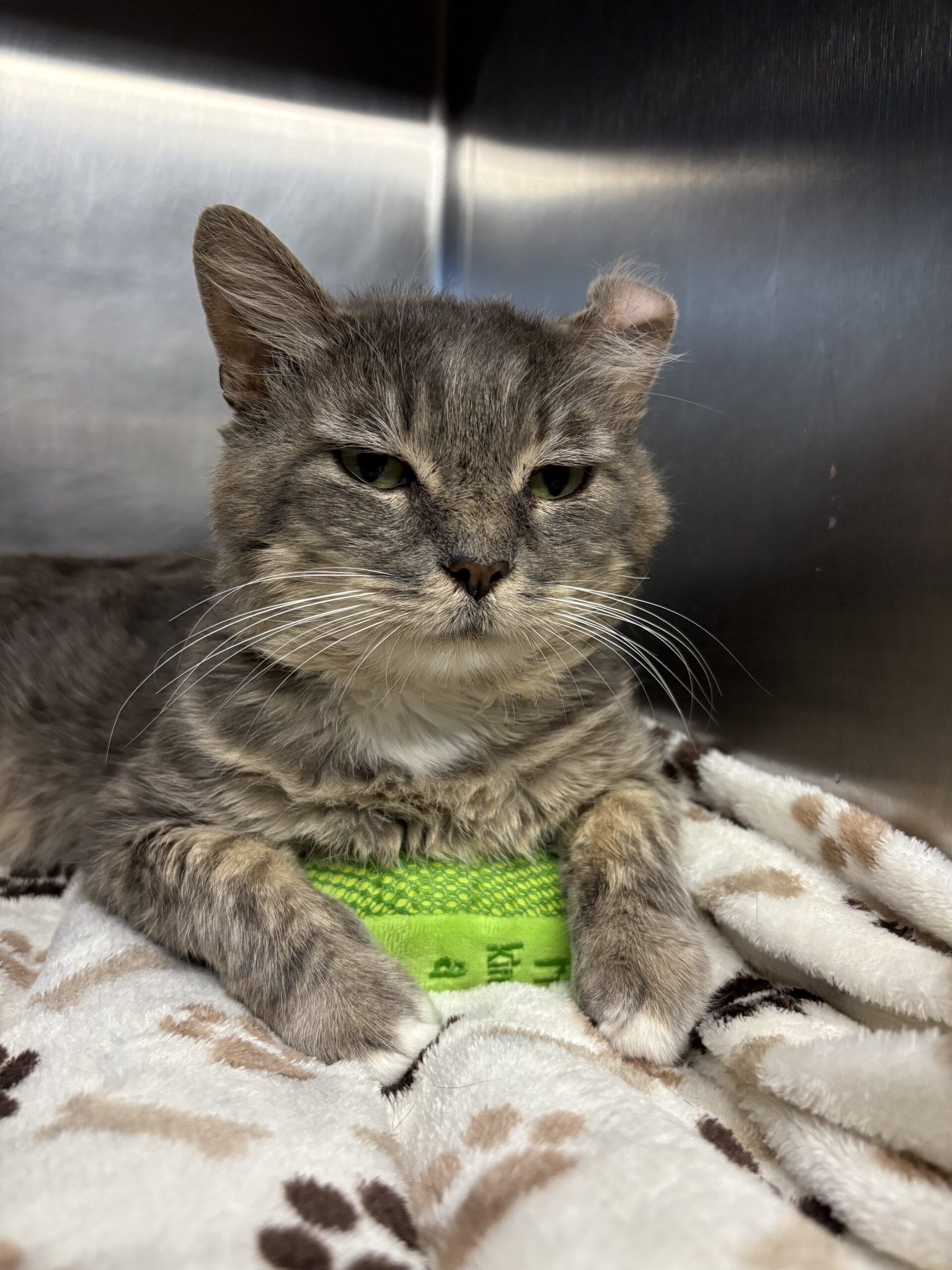 Pets For Adoption | Saint John SPCA