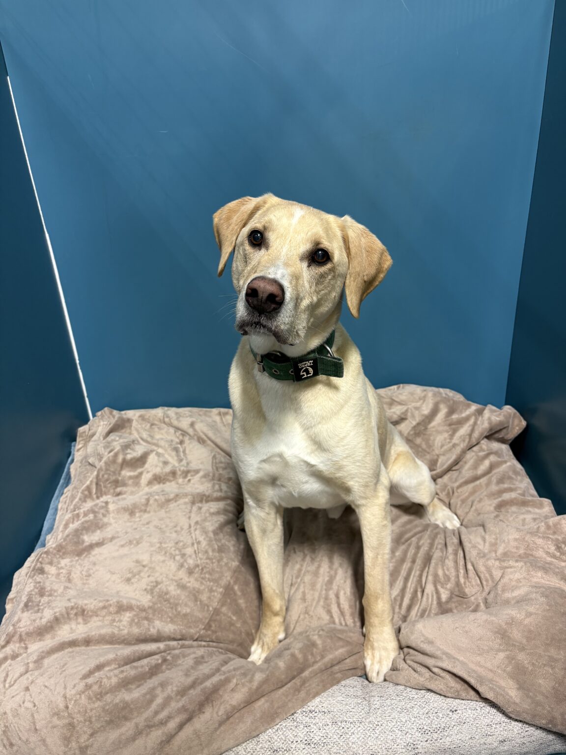 Dogs – SPCA